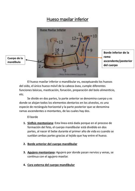 Pequeño resumen de H.M.I, M.M y M.L | Estefania | uDocz