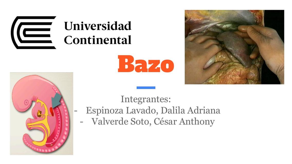 DESARROLLO EMBRIOLÓGICO DEL BAZO Y PATOLOGÍAS ASOCIADAS | César Anthony ...