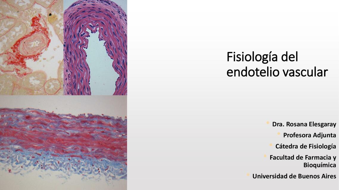 Endotelio | Jazz Ok | uDocz