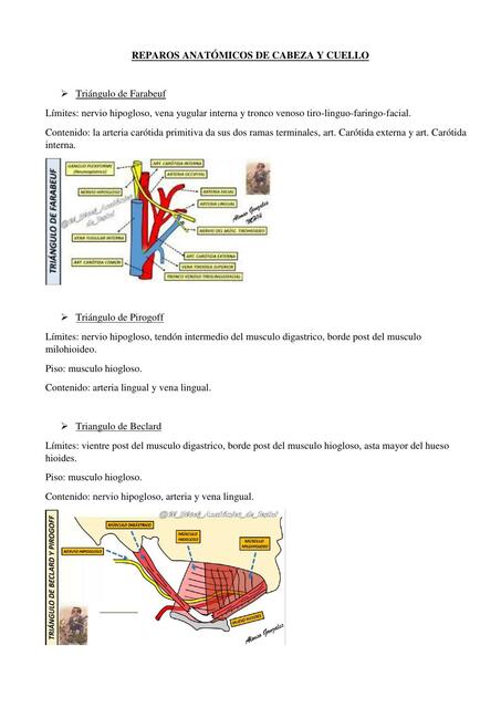 REPAROS ANATOMICOS DE CABEZA Y CUELLO | Paula | uDocz