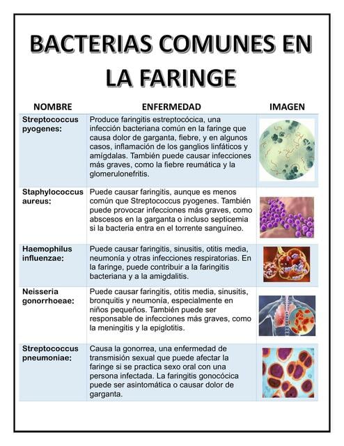 BACTERIAS COMUNES EN LA FARINGE | ARIAS GONZALEZ ALICIA TALITAKUMI | uDocz