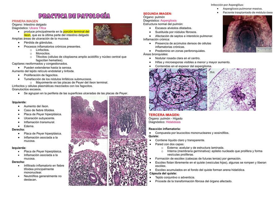 PRACTICA DE PATOLOGÍA 9 - 10 | uDocz