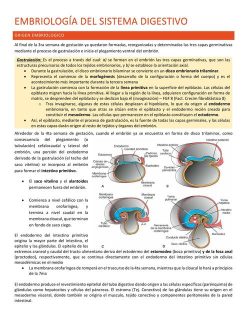 Embriologia del Sistema Digestivo | judith | uDocz