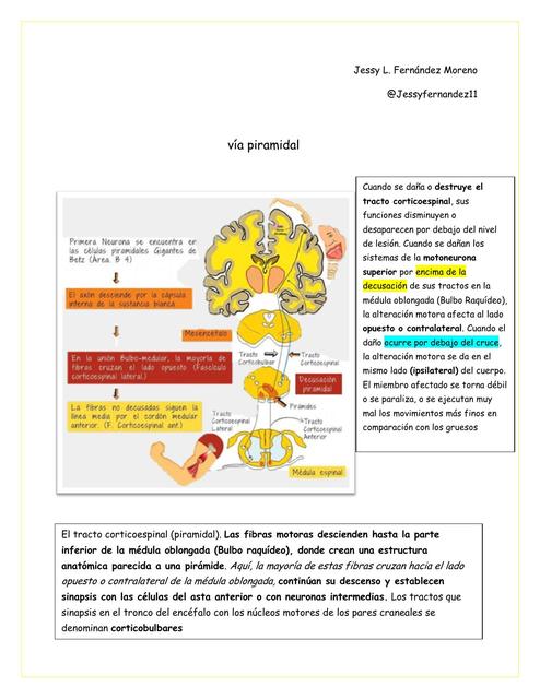 Guía via piramidal I | Jessy Lorena Fernandez | uDocz
