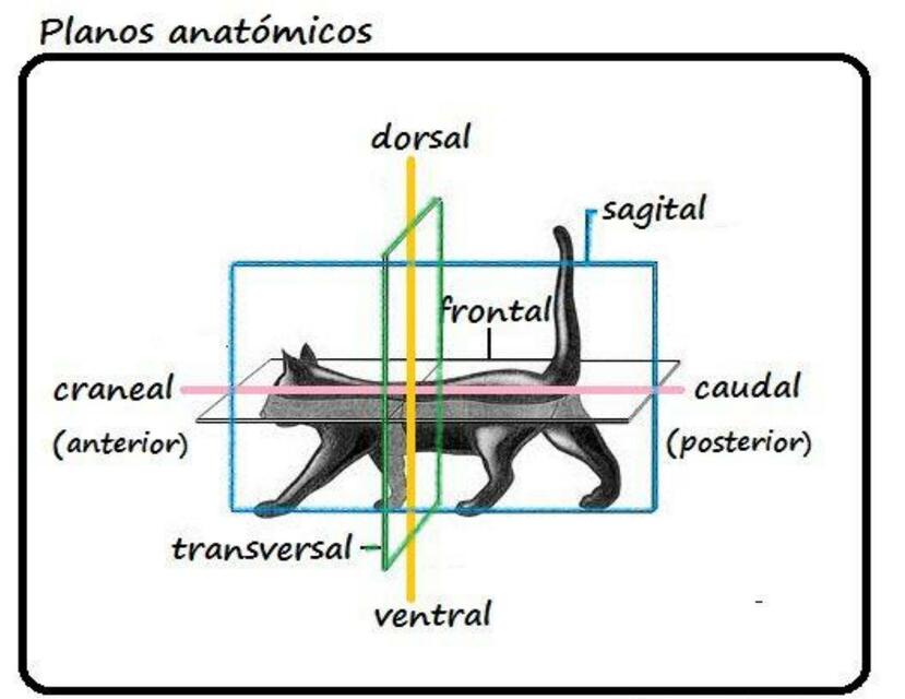 Planos anatomicos en veterinaria | fraii | uDocz
