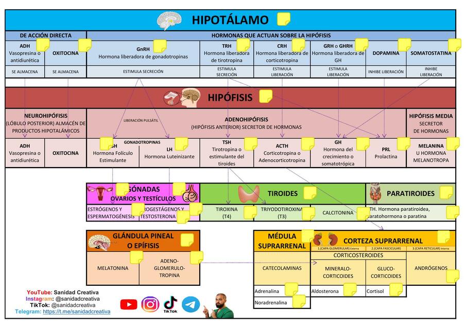 Esquema Hipotálamo Hipófisis Hormonas | Martina | uDocz