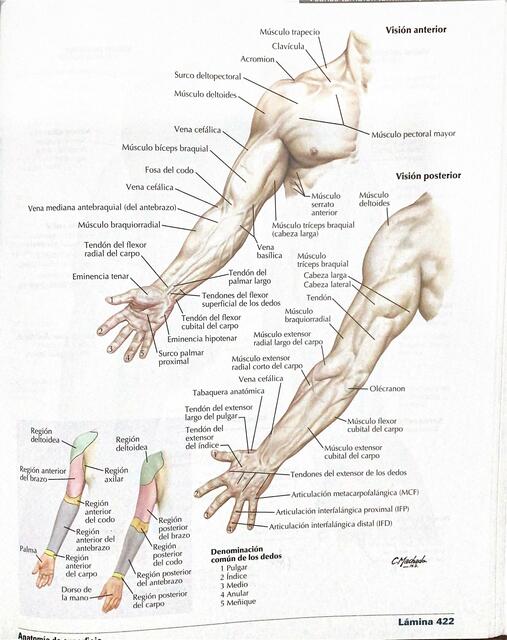 ANATOMÍA NETTER | America Alessandra Tiburcio | uDocz