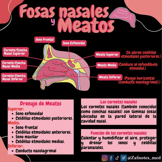Fosas nasales y meatos | Yuleisy Roque Garcia | uDocz