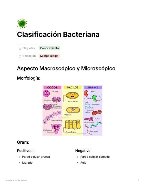 Clasificación Bacteriana | Enfermería MI | uDocz