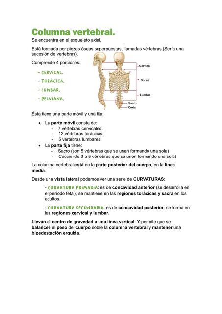 Columna vertebral | uDocz