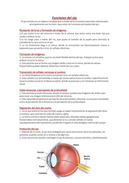 FUNCIONES DEL OJO | Liza Stuudio | uDocz