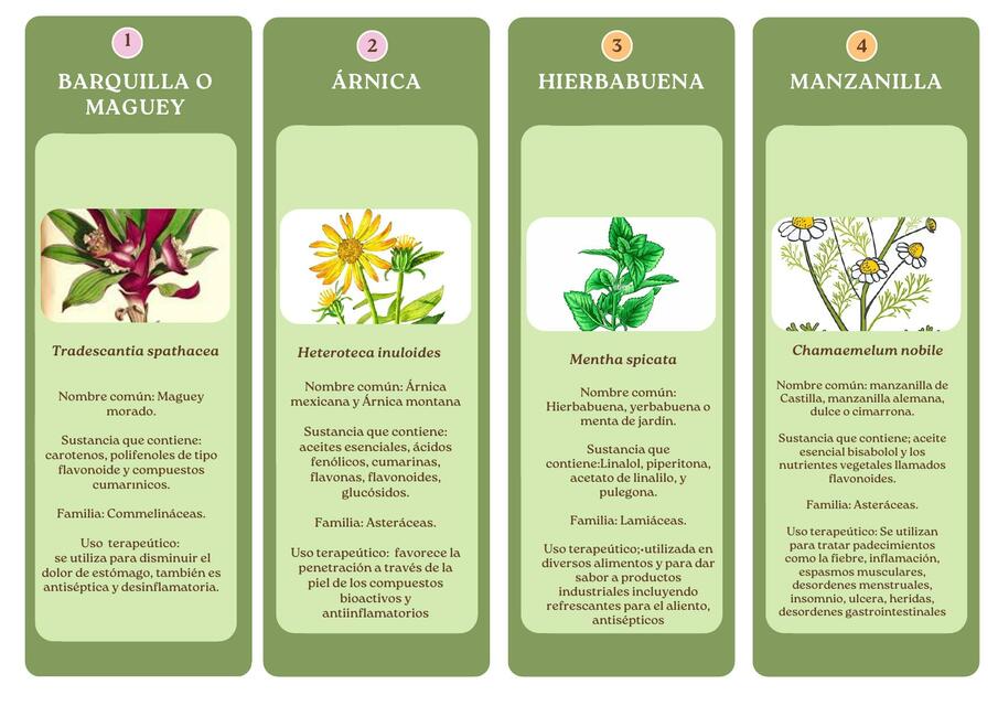 plantas medicinales en México | 6F Balbuena Rodriguez Itzel | uDocz