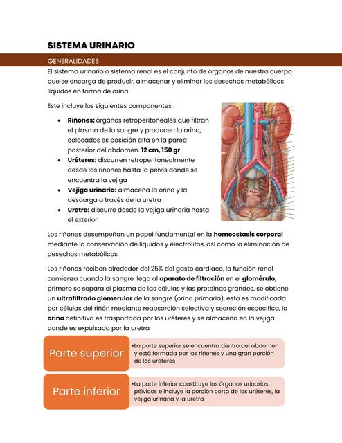 Sistema urinario | Liz Villalva Rodríguez | uDocz