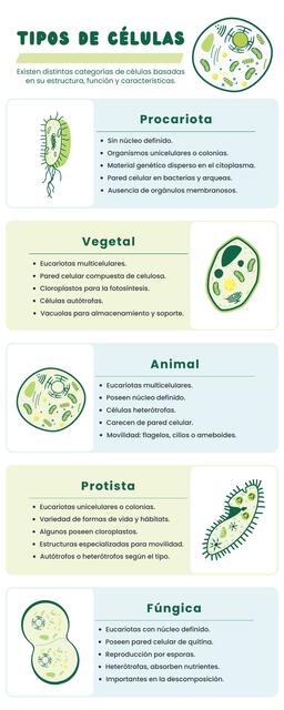 Infografía Biología Tipos de células Ilustrativa V | Genesis Manay | uDocz