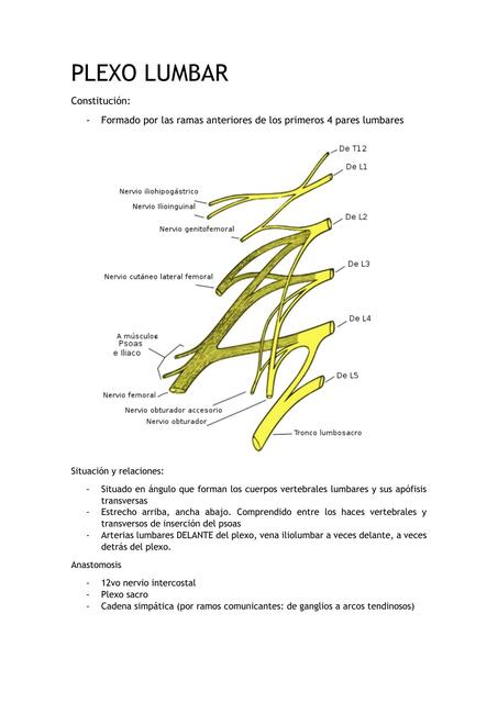Anatomía Plexo Lumbar | Andrea Llanqui García | uDocz