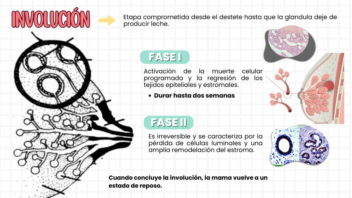 INVOLUCIÓN | MARLEY ROSALIND ELIZAMA VERA BARRETO | uDocz