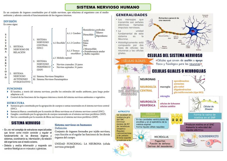 Sistema Nervisos Humano | Rosy | uDocz