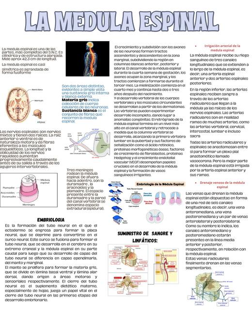 MÉDULA ESPINAL INFOGRAFIA | lesly candela | uDocz