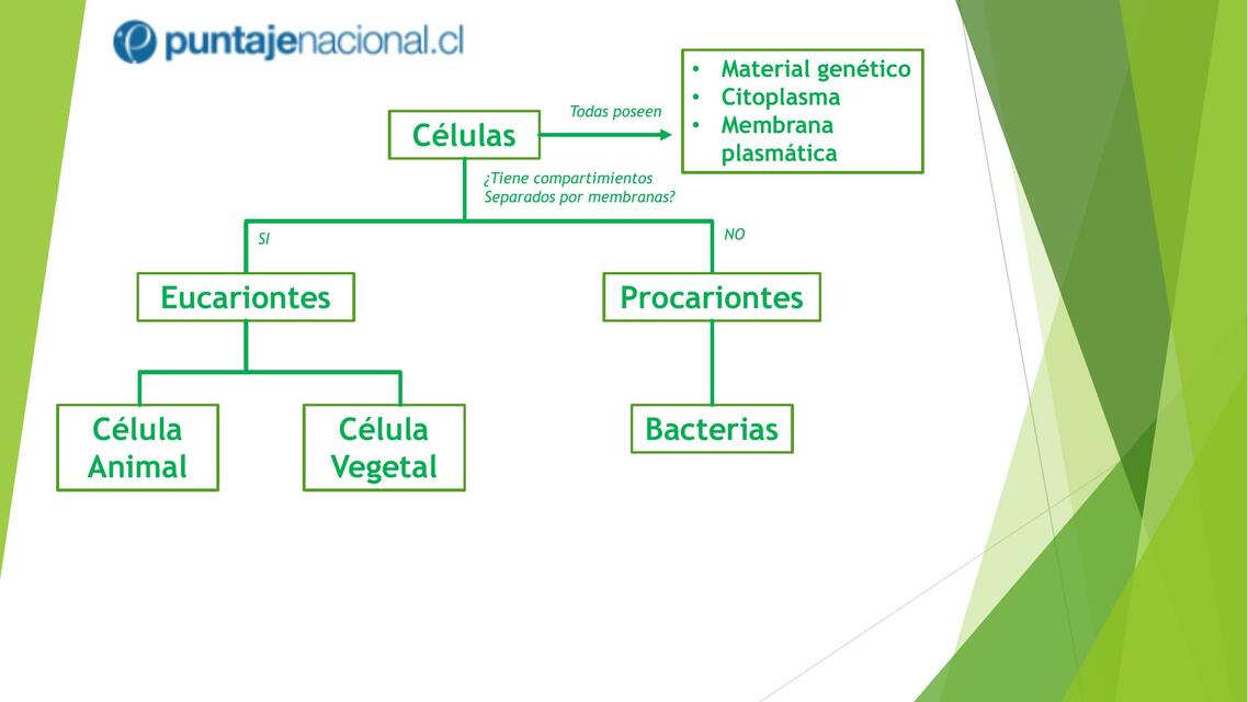 mapa conceptual estructura y funcion de las estructuras | Dani | uDocz
