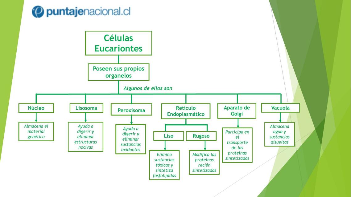 mapa conceptual estructura y funcion de las estructuras | Daniela ...