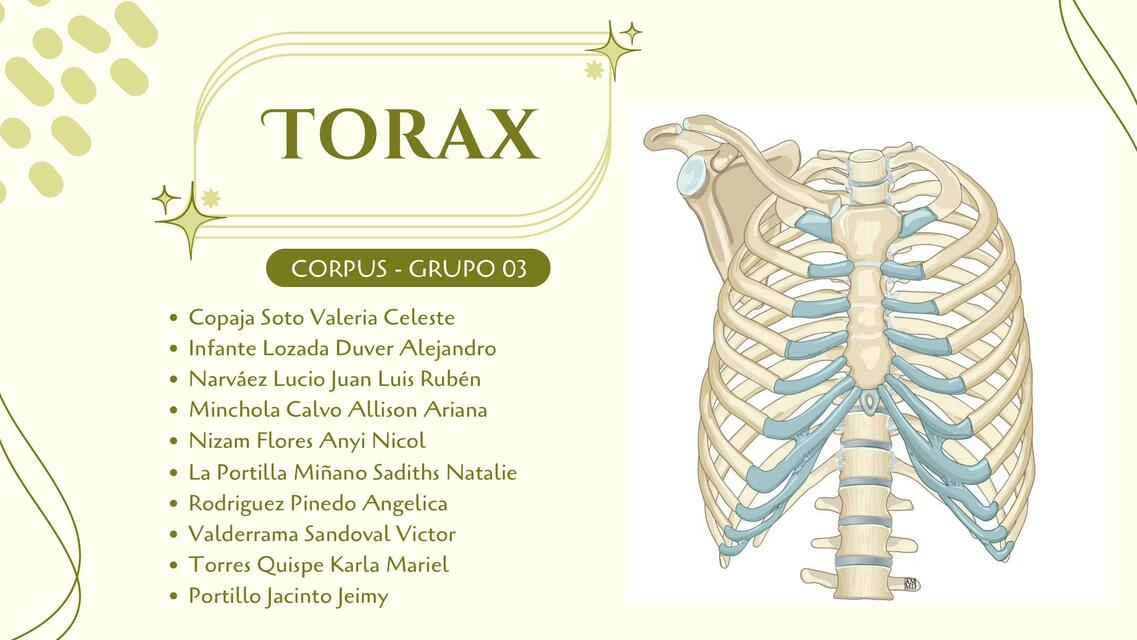 Torax | Exclusividades | uDocz