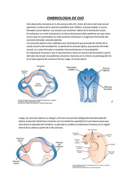 EMBRIOLOGIA DE OJO | Candelaria | uDocz