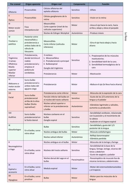 pares craneales tronco encefalico luli 1 | Juliana | uDocz