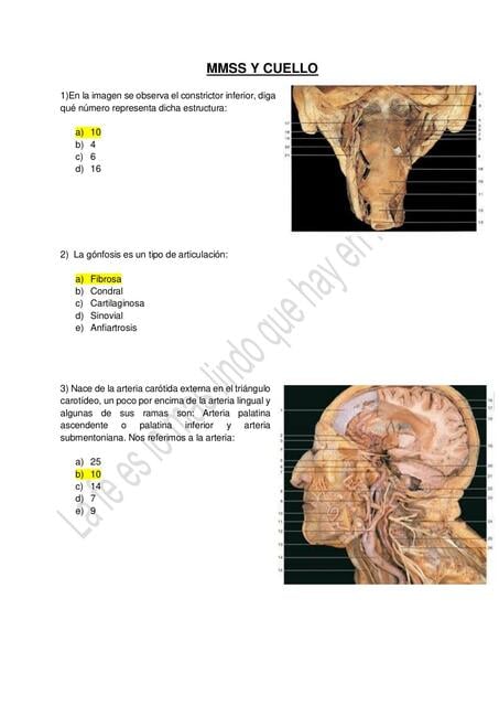 ANATOMIA MMSS Y CUELLO | ThinkMed | uDocz