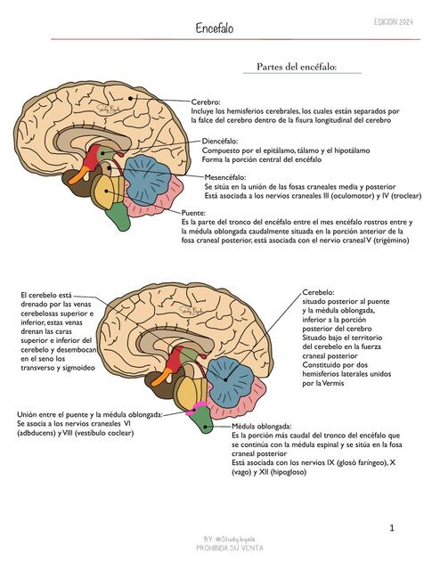 ENCEFALO Y NERVIOS CRANEALES 2 | JONATHAN DANIEL ROSALES USELO | uDocz
