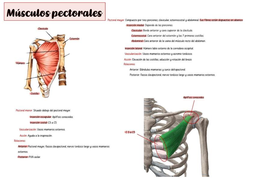 Músculos pectorales | uDocz