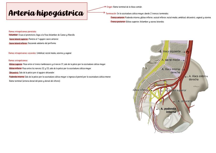 Arteria Hipogástrica | uDocz