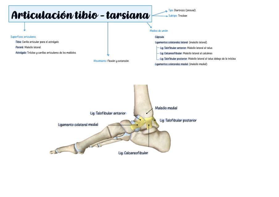 Articulación tibio - tarsiana | uDocz