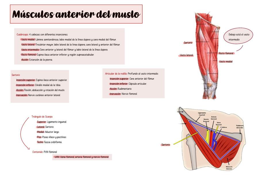 Músculos anterior del muslo | uDocz