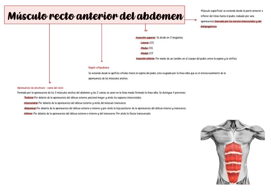 Músculo recto anterior del abdomen | uDocz