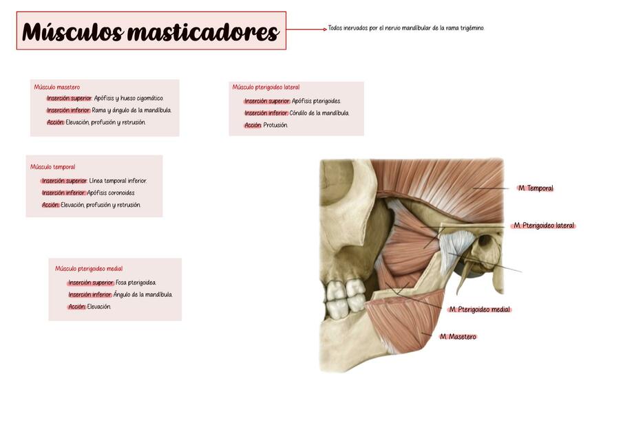 Músculos masticadores | uDocz