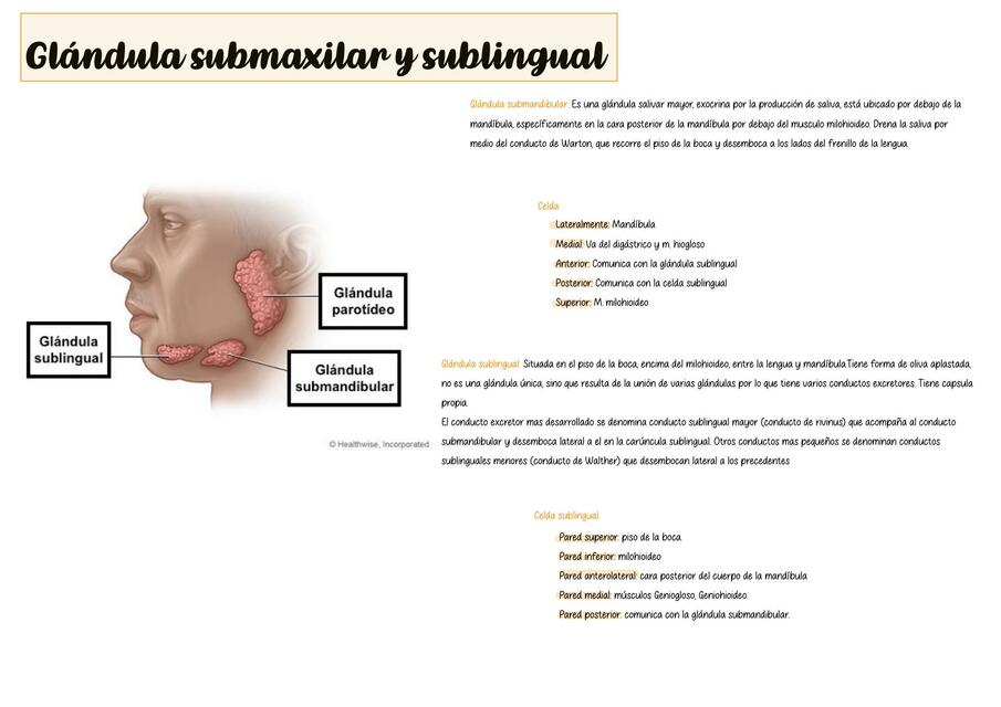 Glándula submaxilar y sublingual | uDocz