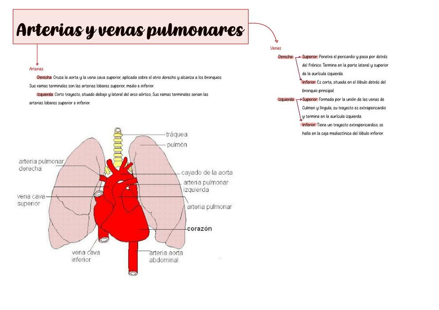 Arterias y venas pulmonares | uDocz