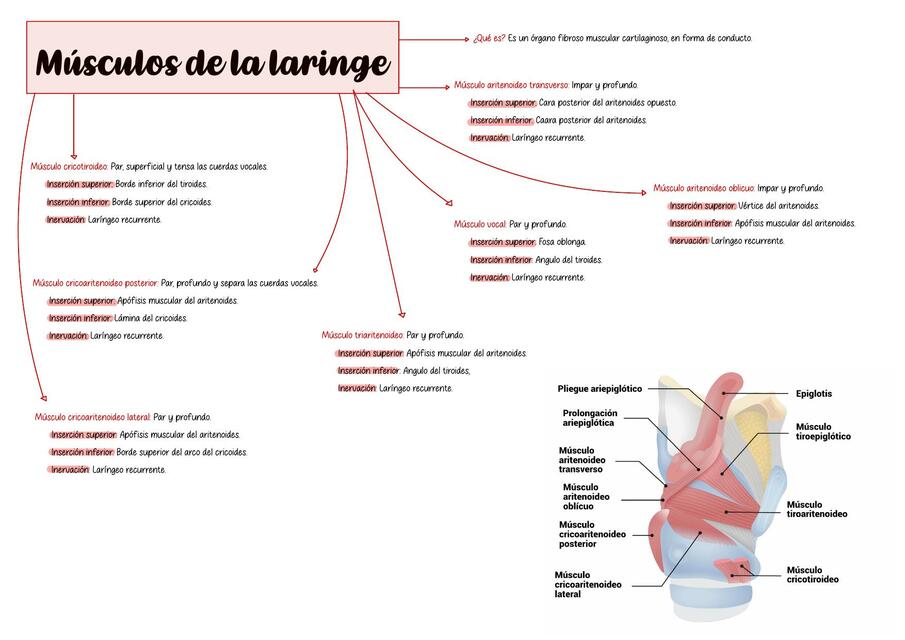 Músculos de la laringe | uDocz