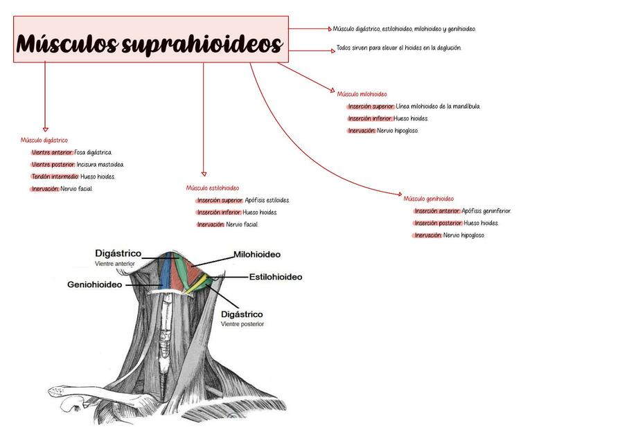 Flashcards de Músculos suprahioideos | Por Amanda Gonzalez | uDocz