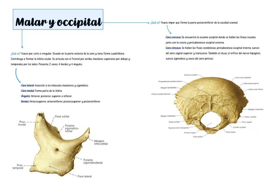 Hueso malar y occipital | uDocz