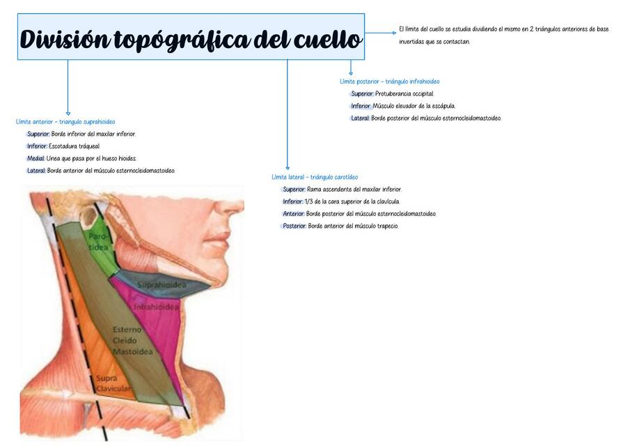 División topográfica del cuello | uDocz