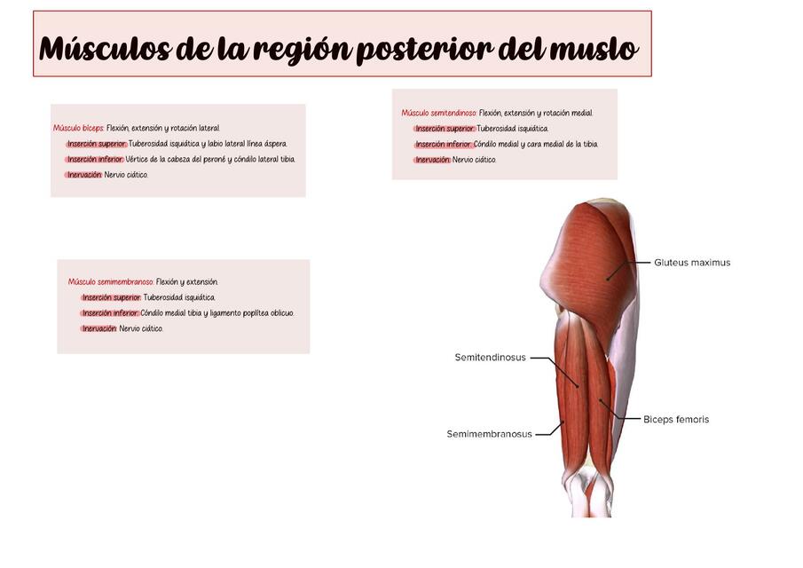 Músculos de la región posterior del muslo | uDocz