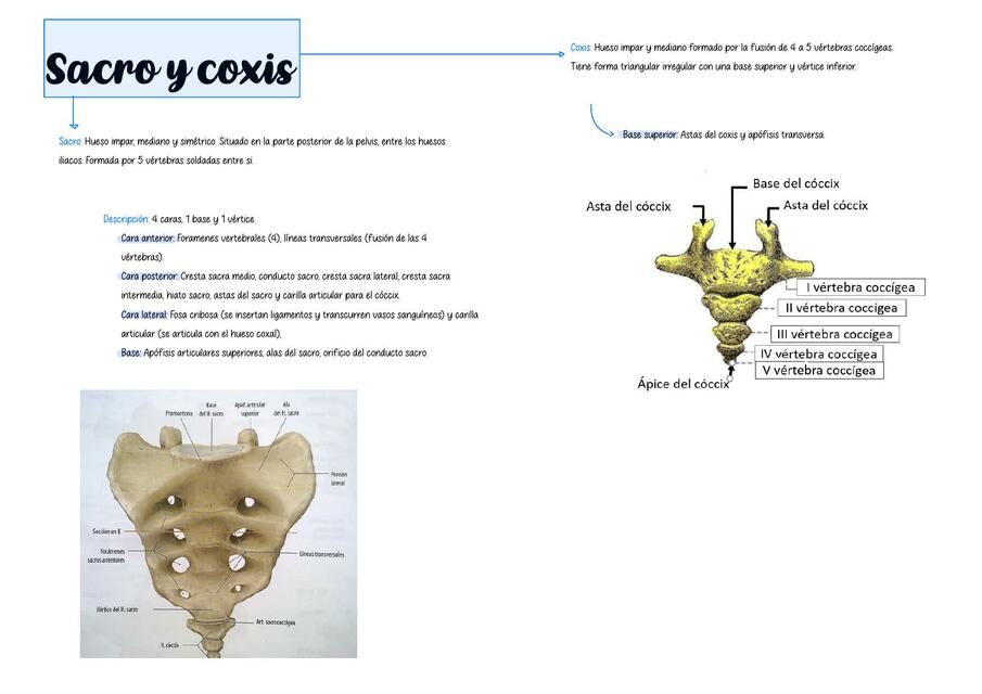 Sacro y coxis | uDocz