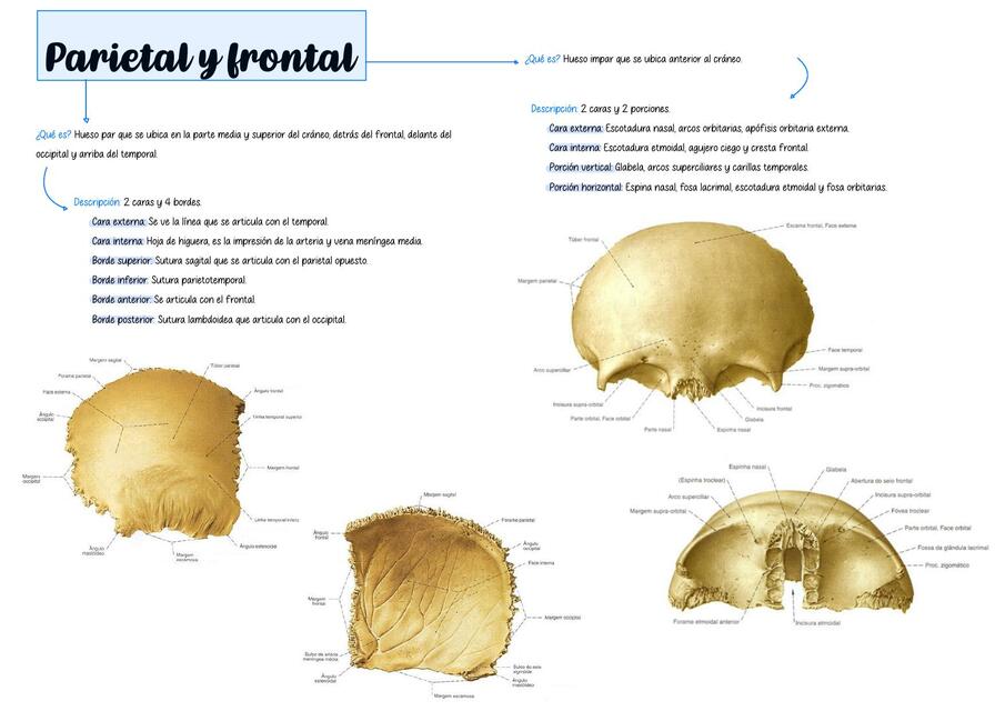 Huesos parietal y frontal | uDocz