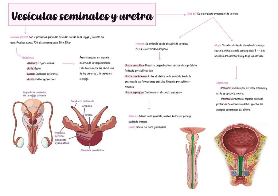 Vesículas seminales y uretra | uDocz