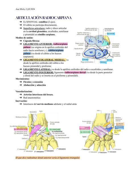 Articulación radiocarpiana | uDocz