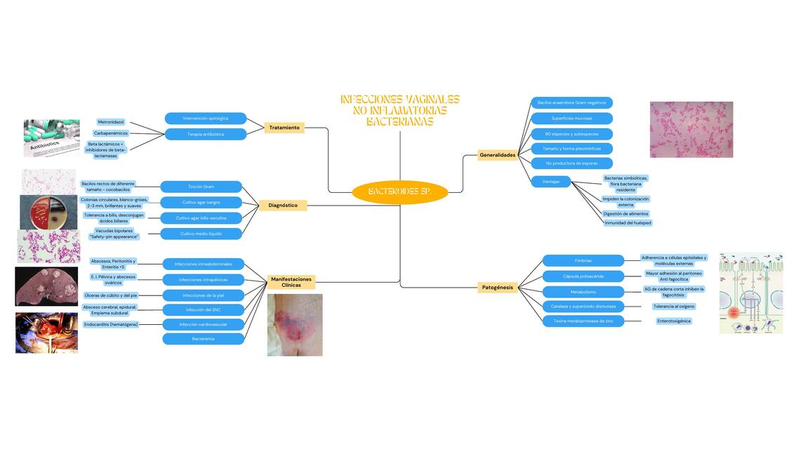 BACTEROIDES SP | Alexander Moller | uDocz
