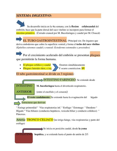 Formación del aparato digestivo humano | Sanchez Jose | uDocz