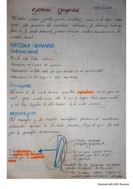 Sistema urogenital Resumen | Llyle | uDocz