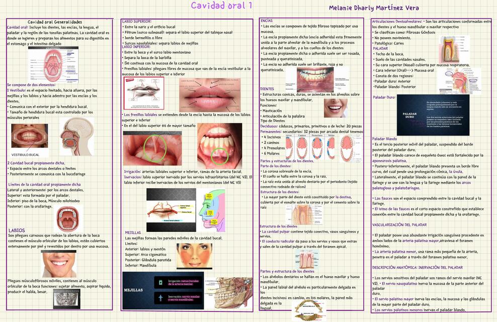Resúmenes de anatomia cavidad oral | Descarga apuntes de anatomia ...